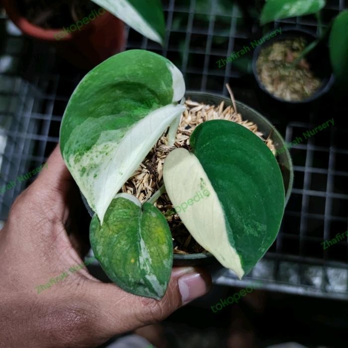 Jual Stok Baru scindapsus mangurai variegata | Shopee Indonesia