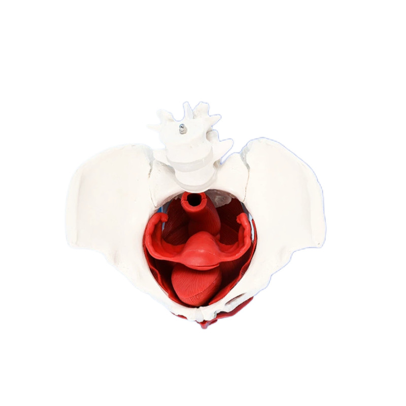 Jual 1:1 Life-sized Female Reproductive System Pelvic Floor Muscle ...