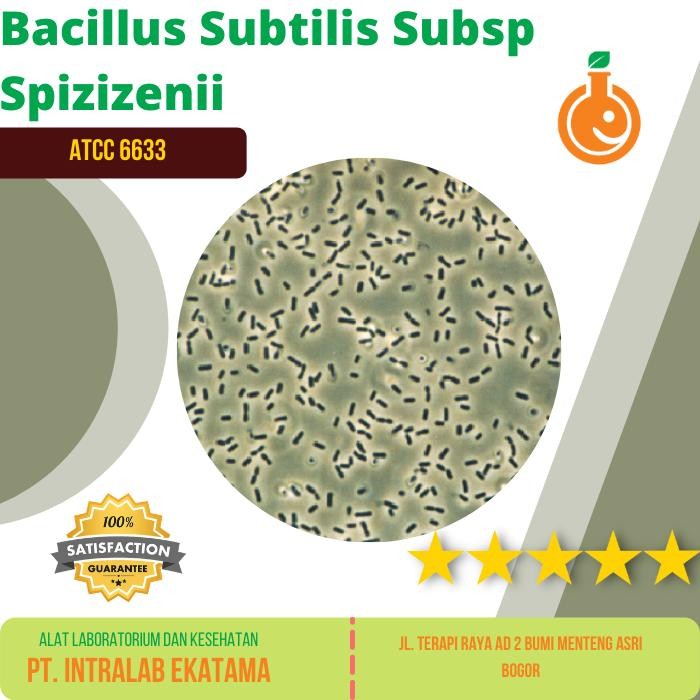 Jual BAKTERI BACILLUS SUBTILIS SUBSP SPIZIZENII, STRAIN: ATCC 6633 (1 ...