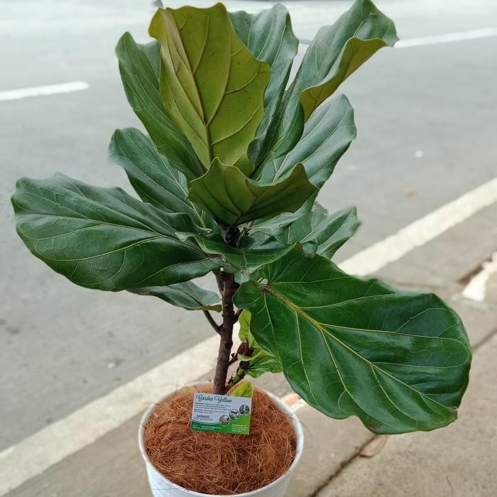 Jual Benihrezekiku Tanaman Hias Fiddle Leaf Fig / Ketapang Biola Cantik ...