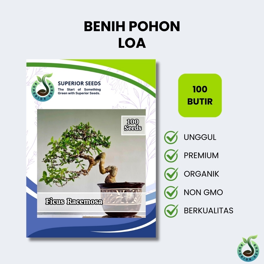 Jual Biji Benih Bonsai Pohon Ficus Racemosa | Loa (Superior Seeds) | Shopee Indonesia