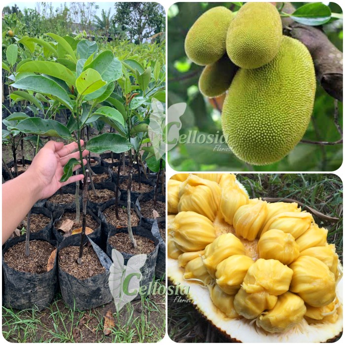Jual Bibit Tanaman Buah Cempedak Jumbo Okulasi PREMIUM | Shopee Indonesia