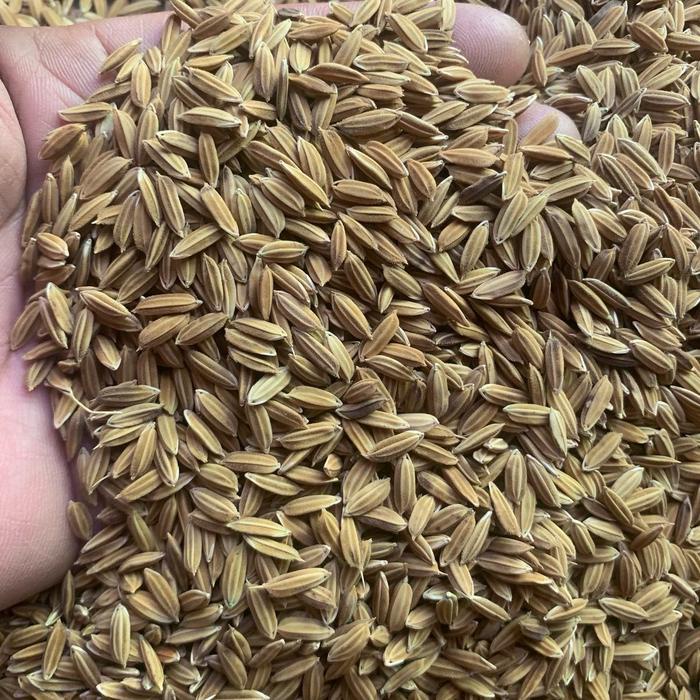 Jual New Benih Padi Beras Merah Padi Sawah Unggul 1Kg Ready | Shopee ...