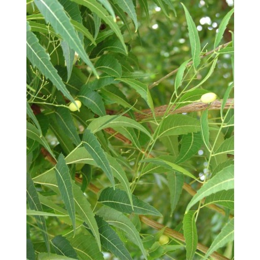 Jual Jual Daun mindi fresh 500 gram | Shopee Indonesia