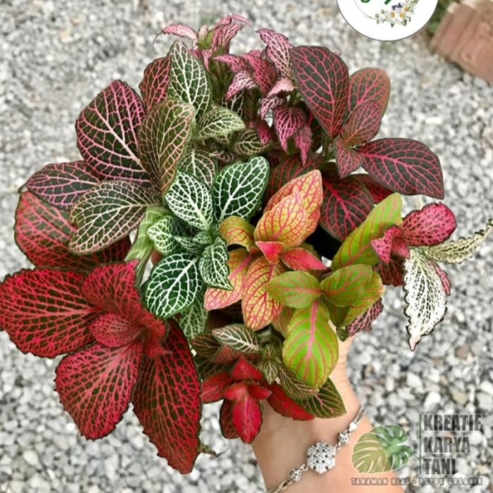 Jual Tanaman hias fittonia - Macam macam jenis tanaman hias fitonia ...