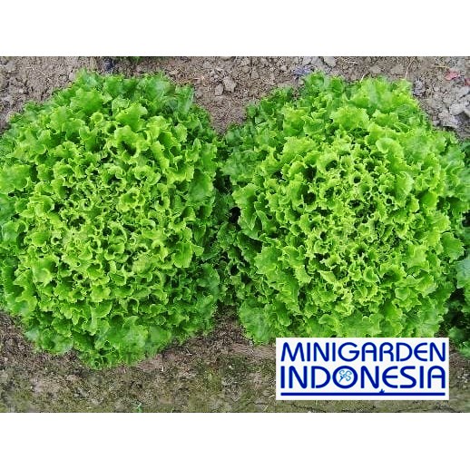Jual MGI 200 BENIH SELADA F1 LETTUCE MATT GREEN BIBIT TANAMAN SAYUR SAYURAN HIDROPONIK SELADA ...