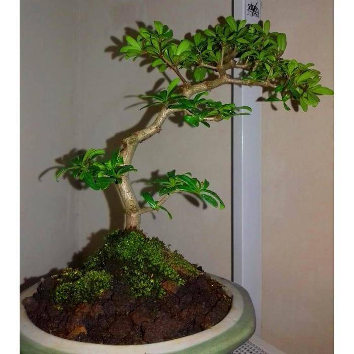 Jual PREMIUM Tanaman Bonsai Cantik nan Langka Black Olive Bucida ...