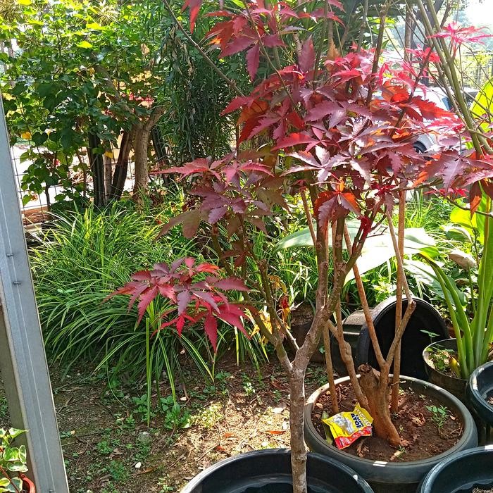 Jual Tanaman Hias Pohon Maple Size Besar Jumbo Original Maple | Shopee ...