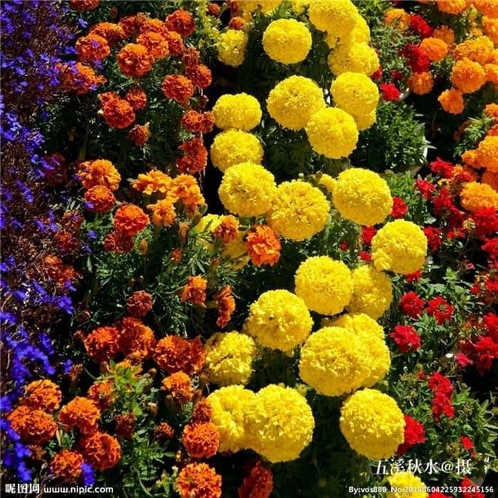 Jual New Bibit Benih Biji Bunga Gumitir-Mitir-Gemitir MARIGOLD PETITE ...