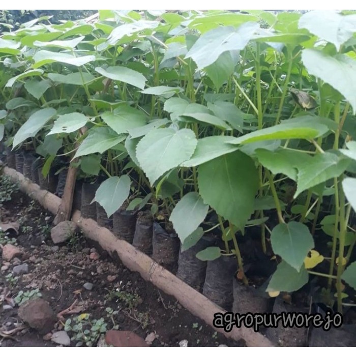 Jual EKSLUSIF Paket 3 Bibit Tanaman Balsa - Kayu Komersial Banyak ...