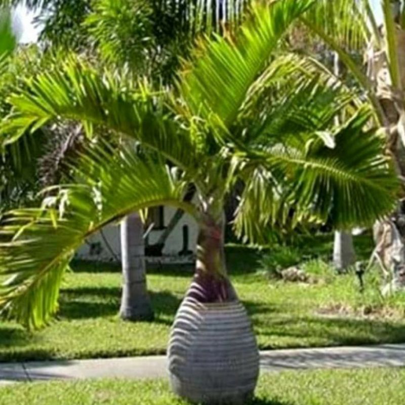 Jual tanaman palem botol pohon palem botol merah pohon palm botol ...