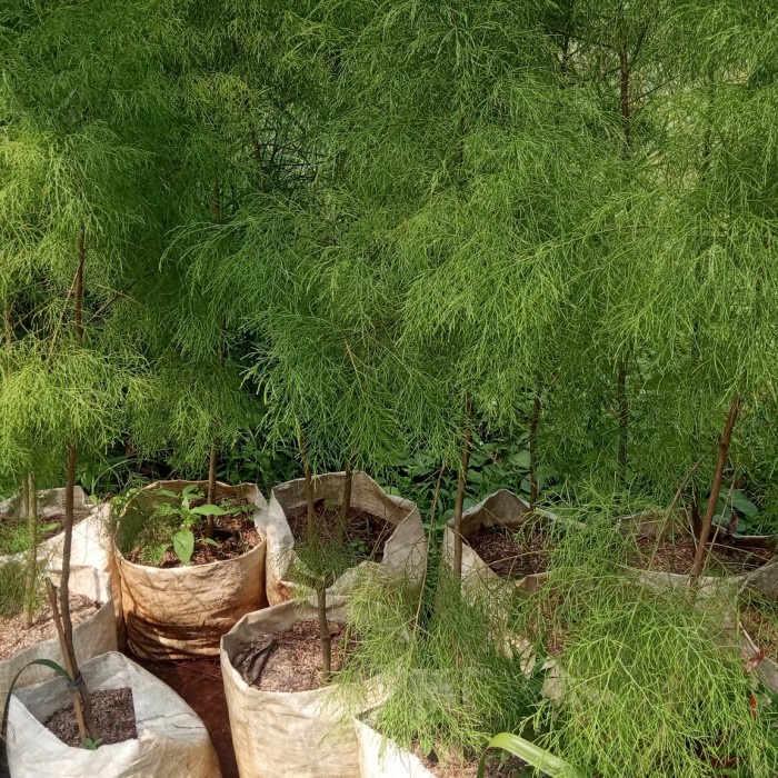 Jual Terlaris Tanaman Hias Pohon Cemara Balon 1.30Cm | Shopee Indonesia