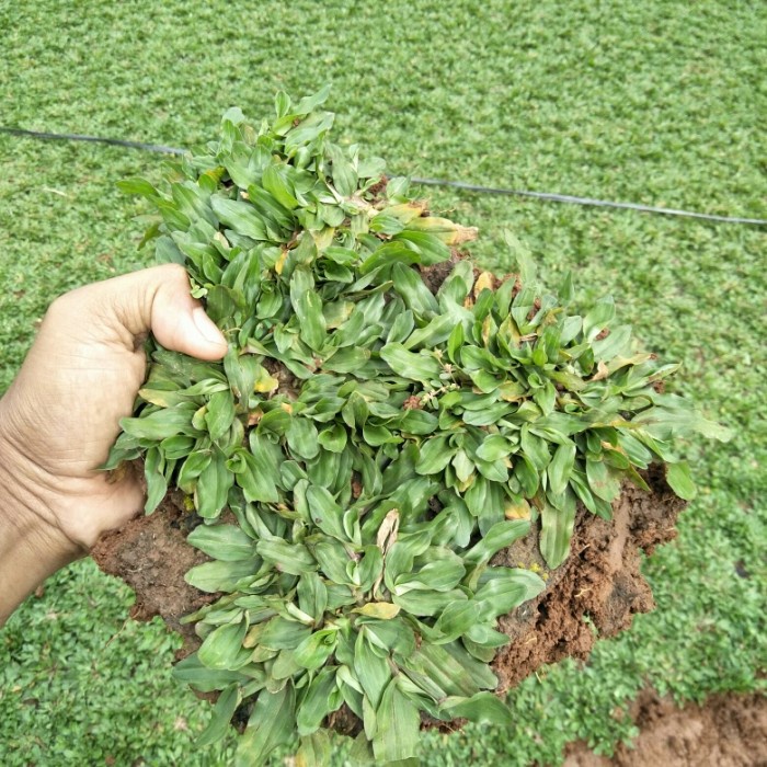 Jual promo jual rumput gajah mini hijau | Shopee Indonesia