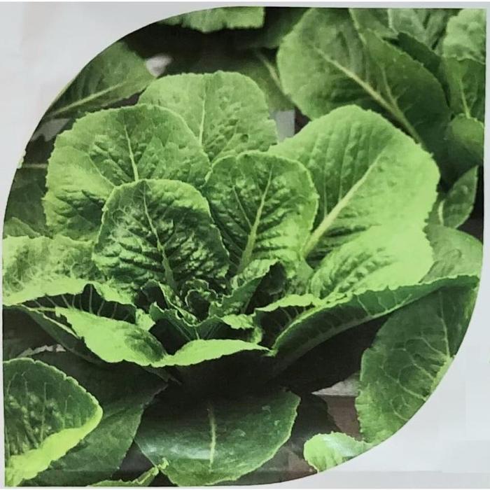 Jual Benih Bejo Seed - Selada Romaine Verapaz Kemasan Repack 0,25 Gr ...