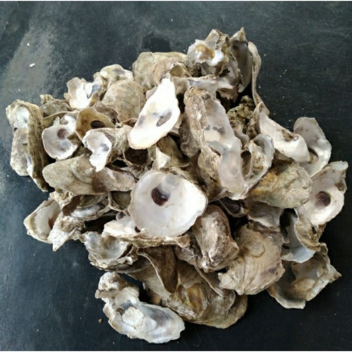 Jual (Expert) Cangkang oyster shell kulit kerang tiram media filter ...