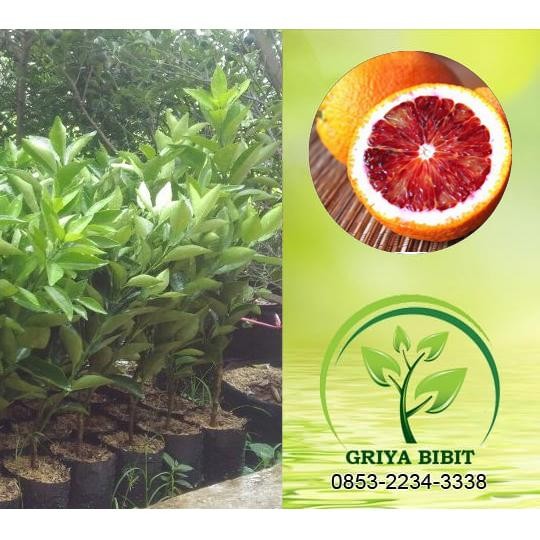 Jual Jeruk Darah / BIbit Tanaman Buah Blood Orange | Shopee Indonesia