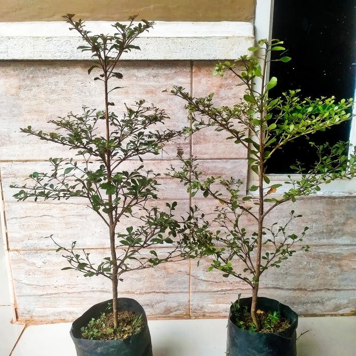 Jual Evergreeeen Pohon Ketapang Mini/Ketapang Kencana Tinggi 1 Meter ...