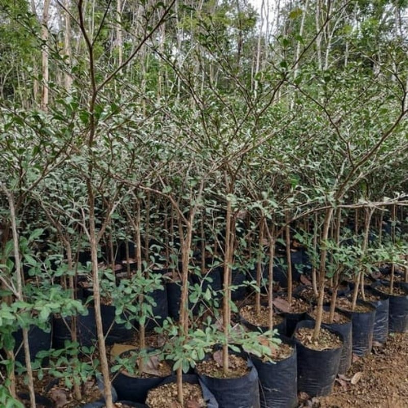 Jual Flowersbloom Tanaman Pohon Ketapang Kencana Hijau / Madagascar ...