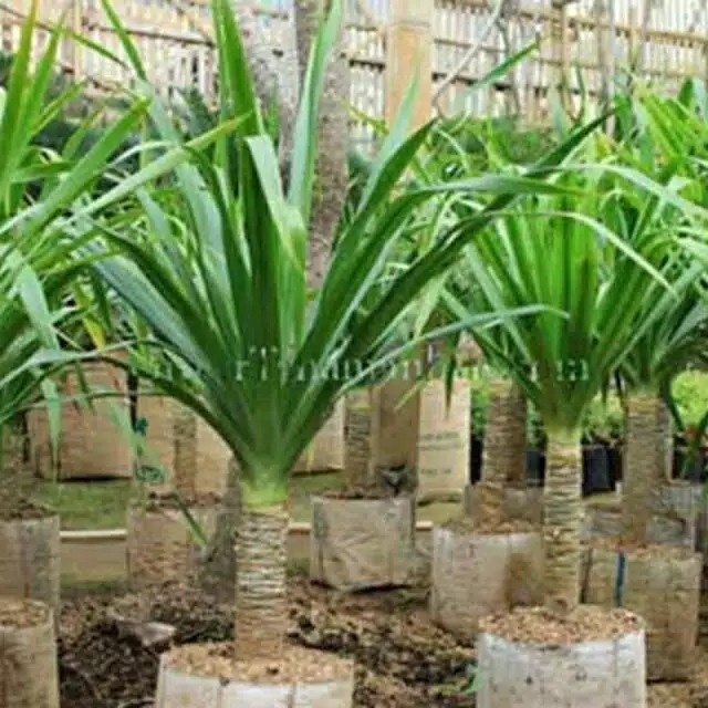 Jual Tanaman Hias Pandan Bali - Tanaman Outdor | Shopee Indonesia