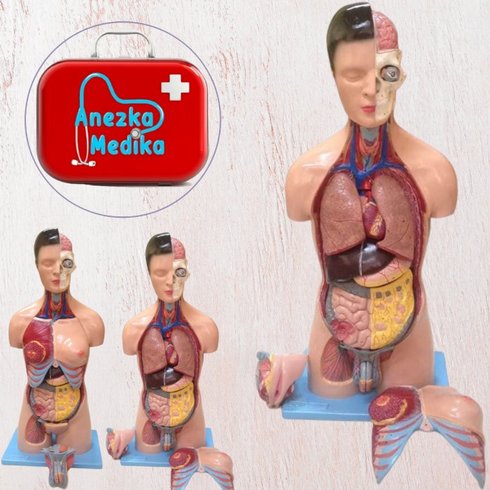 Jual Phantom/manekin/manikin torso organ tubuh manusia multifungsi ...