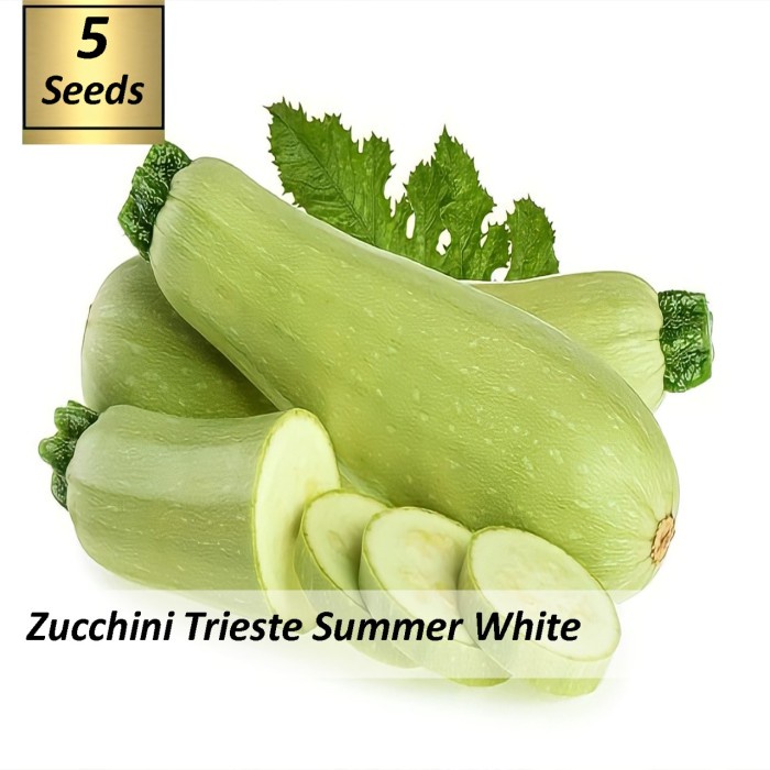 Jual JTTOP" BENIH SAYUR SUMMER SQUASH - ZUCCHINI TRIESTE WHITE - LABU ...