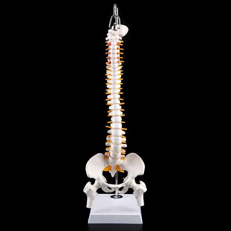 Jual NEW 45cm Flexible Human Spinal Column Vertebral Lumbar Curve ...