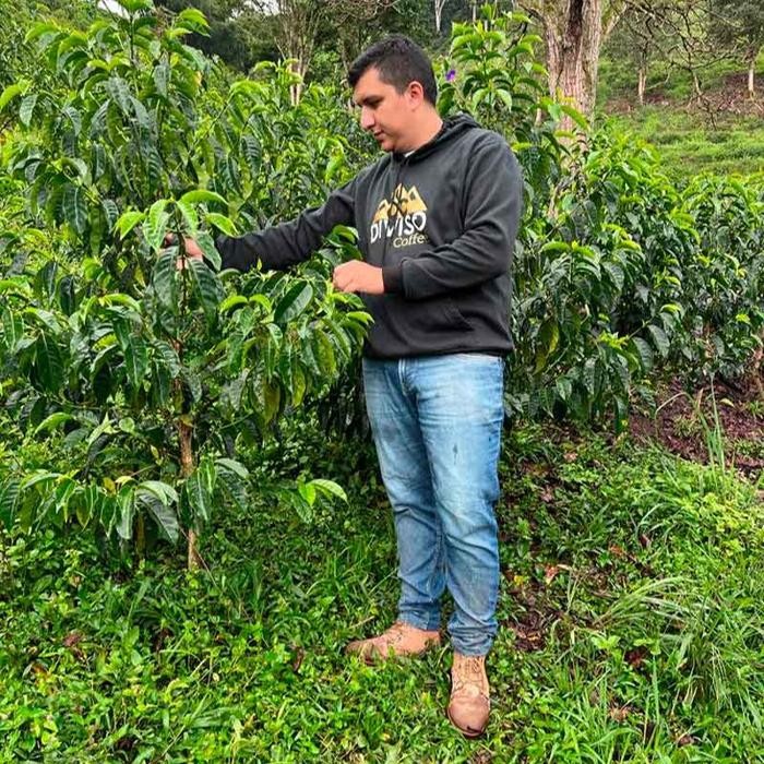 Jual Colombia SIDRA Finca El Diviso Nestor Lasso Natural Anaerobic Biji ...