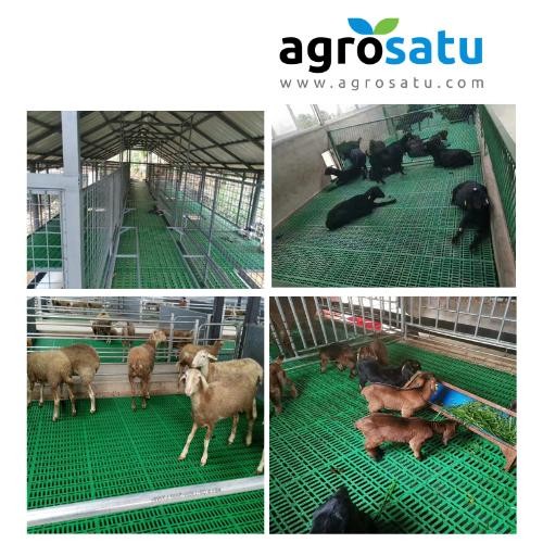 Jual PREMIUM Slat Plastik Alas Lantai Kandang Modern Ternak Kambing Domba Babi | Shopee Indonesia
