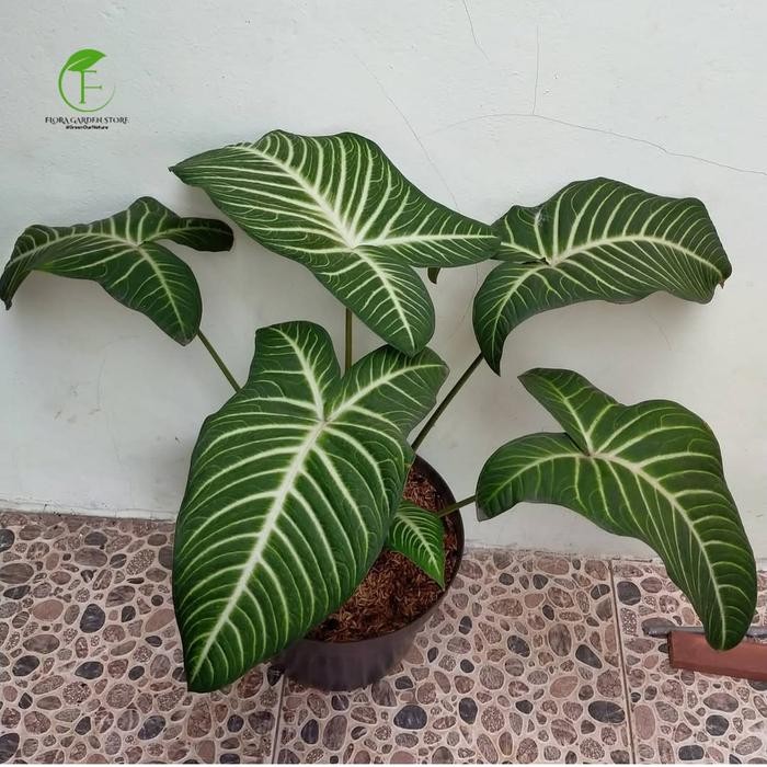 Jual JTTOP" TANAMAN HIAS XANTHOSOMA LINDENI - ALOCASIA ANTASOMA LINDENI ...