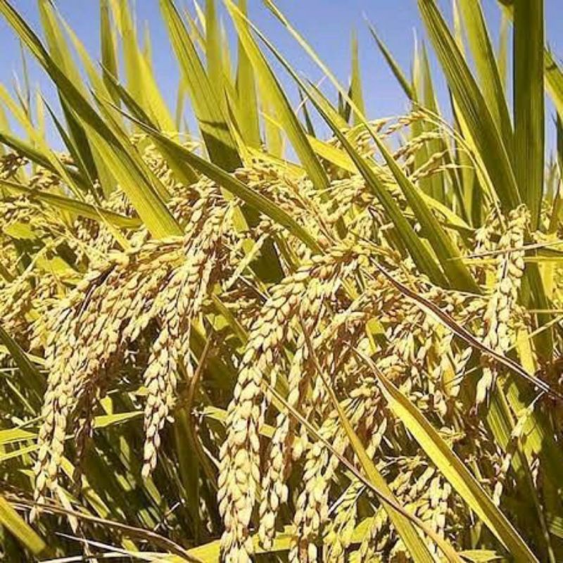 Jual Pinan Shop Gardenfarm - Benih Padi P05 2 Kg - Bibit Padi Unggul ...