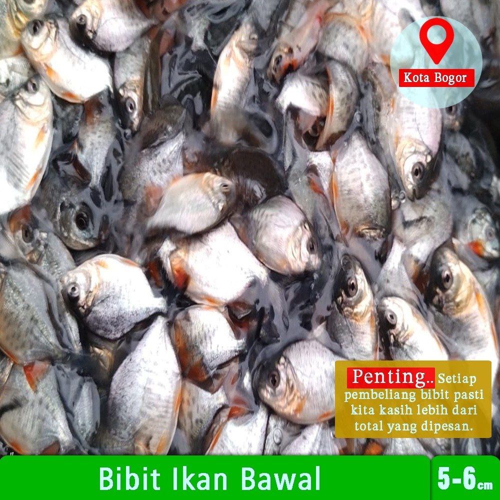 Jual paket 50ekor - Bibit Ikan Bawal Bogor Depok Ukuran silet Gallery Ikan Hias | Shopee Indonesia