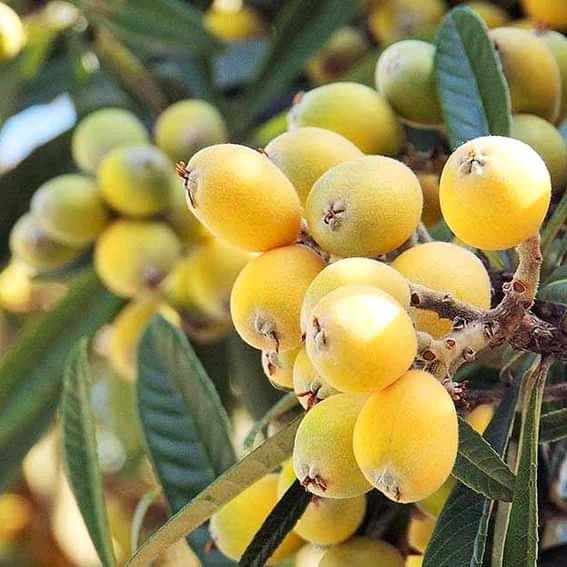 Jual Bibit tanaman leci kuning cangkok manis | Shopee Indonesia