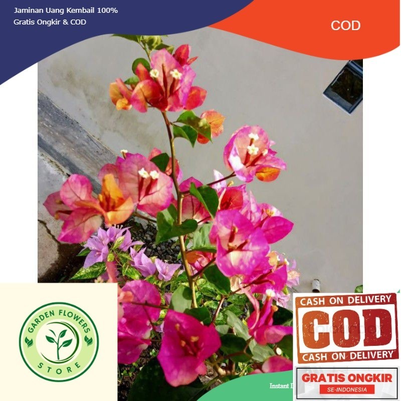 Jual PROMO TANAMAN HIAS BUGENVIL BUNGA KERTAS//CITRA INDIAN (COD ...