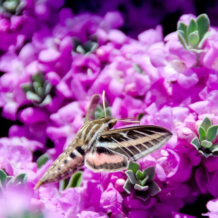 Jual LIMITED EDITION Bibit tanaman ijo perak bunga ungu Texas sage ...