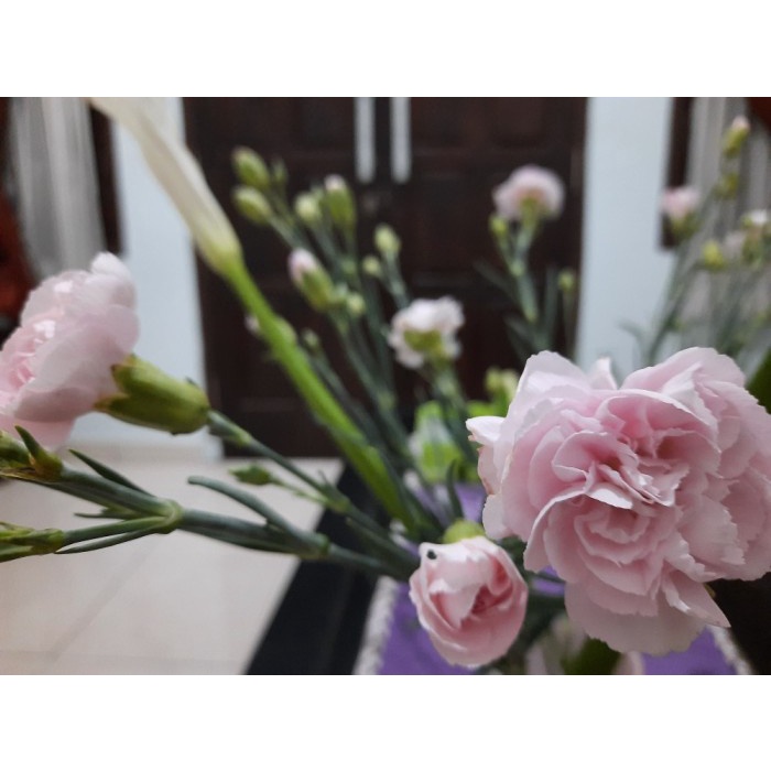 Jual BUNGA CARNATION / ANYELIR 10 TANGKAI | Shopee Indonesia