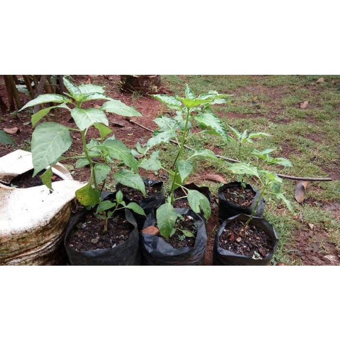 Jual Benih Bibit cabai rawit merah / cabe rawit setan / Tanaman Jadi ...