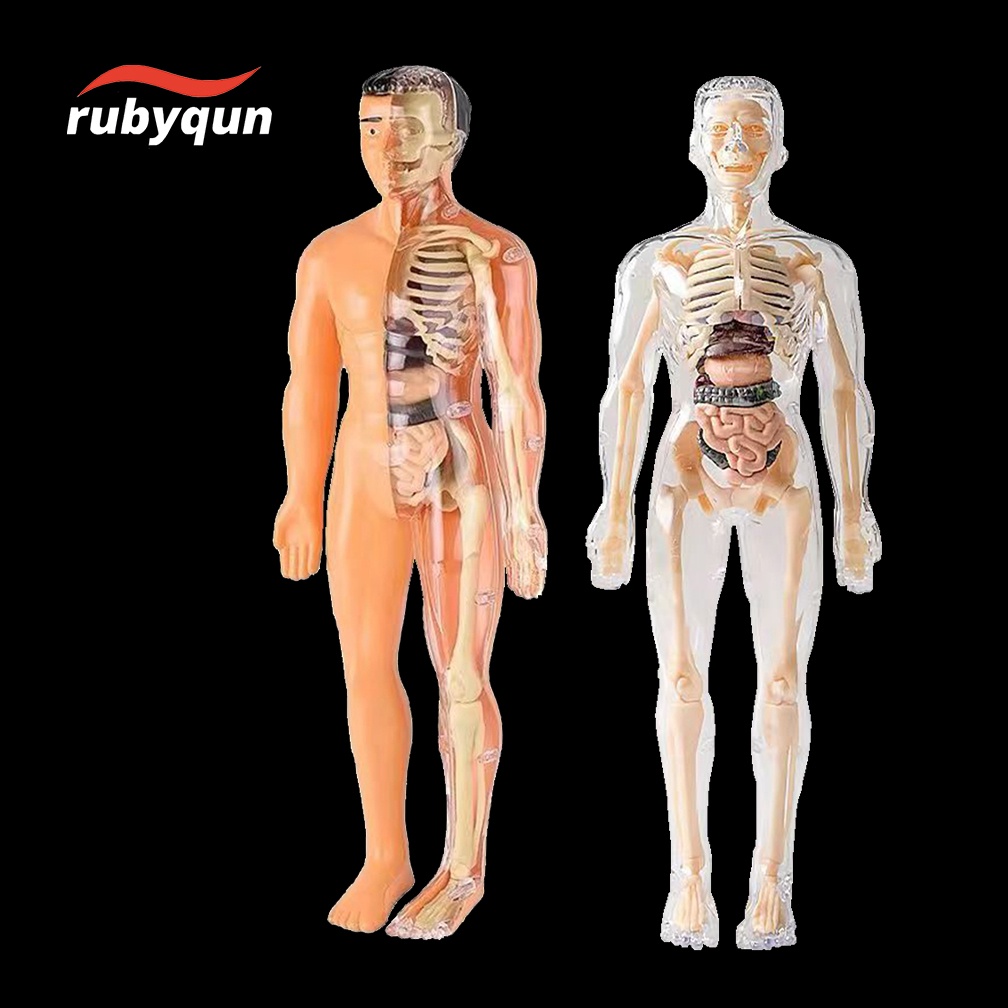Jual NEW 28CM 3d Human Body Torso Model for Kid Education Anatomy ...
