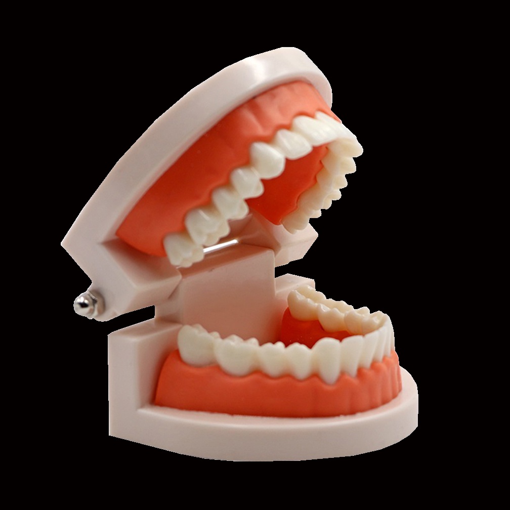 Jual NEW Standard Teeth Model Typodont Teaching Practice Training Jaw ...