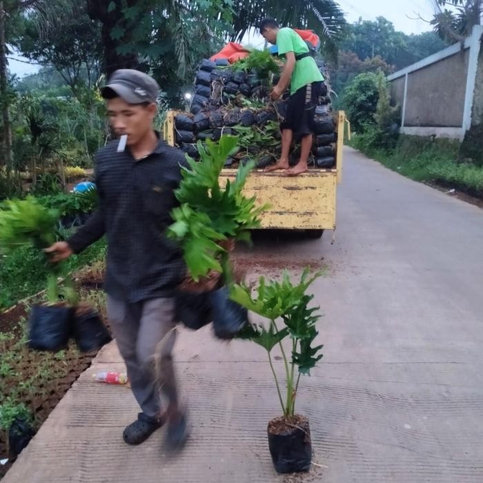 Jual Thinkerbelllll Tanaman Hias Philodendron Jari 60 Cm - Philo Jari ...