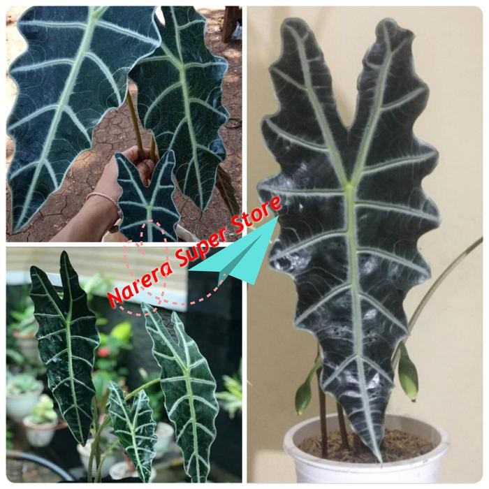 Jual Nirwana Gardenss Tanaman Hias Keladi Amazon Liku Parasol Alocasia ...