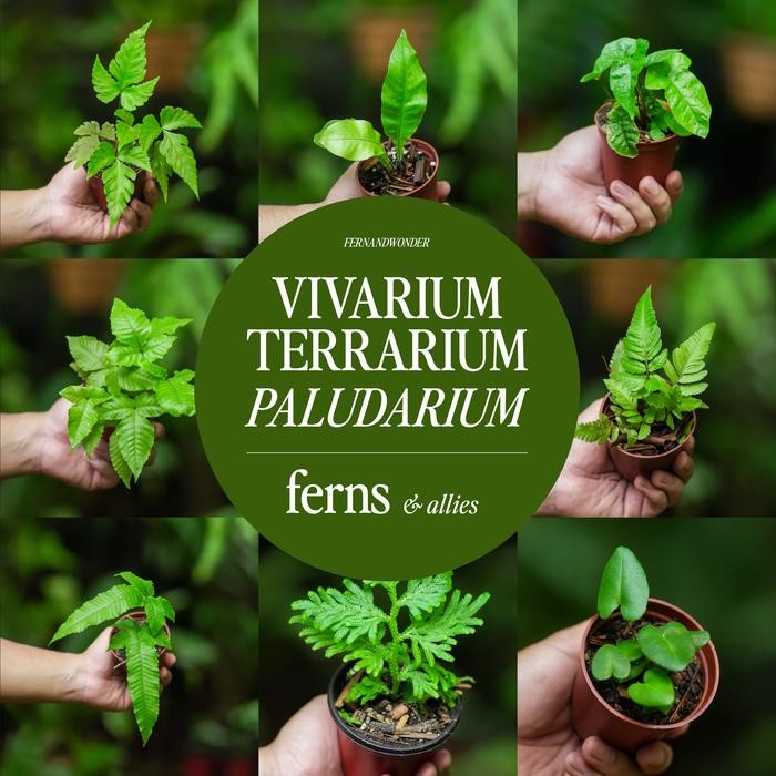 Jual Tanaman Terrarium Paludarium Vivarium Ferns / Pakis | Shopee Indonesia