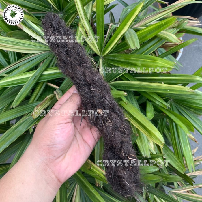 Jual TALI IJUK AREN HITAM TAMBANG PENGIKAT BUNGA ANGGREK PAGAR - SATUAN ...