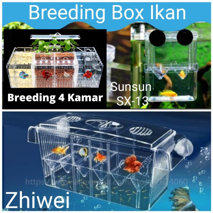 Jual Breeding Box Guppy Molly Isolation Box Karantina Ikan Wadah Kotak ...