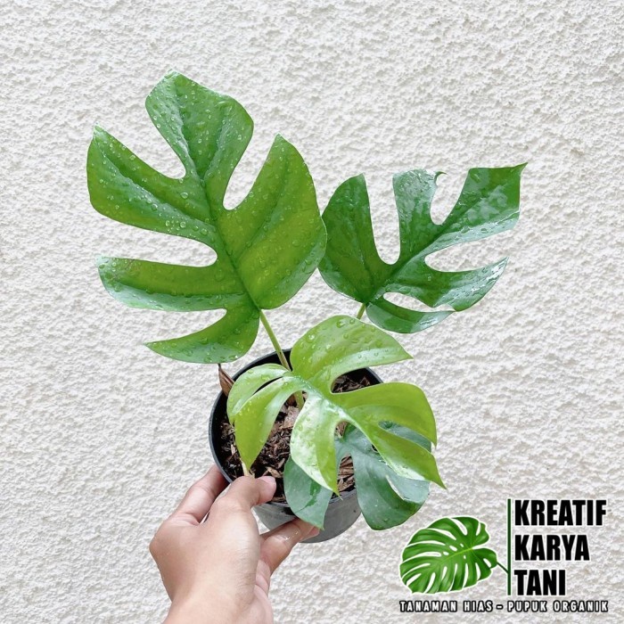 Jual Tanaman hias monstera tetrasperma - Monstera mini tetrasperma ...