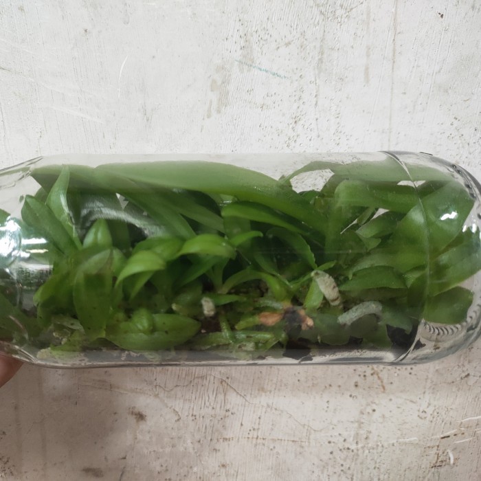 Jual (BestSeller) Bibit Botol Anggrek Bulan atau Phalaenopsis hybrid ...