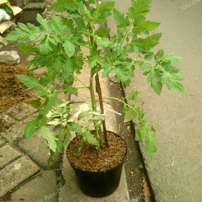 Jual tanaman tomat buah/pohon tomat apel/tomat merah/tanaman tomat ...