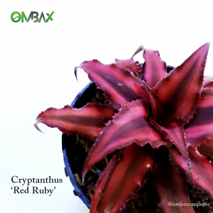 Jual JTTOP" CRYPTANTHUS MERAH / RED RUBY - TANAMAN PALUDARIUM ...