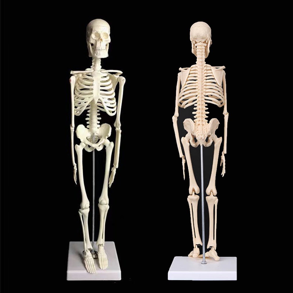 Jual NEW PVC 45cm Adult Human Skeleton Model Anatomy Mannequin Whole ...
