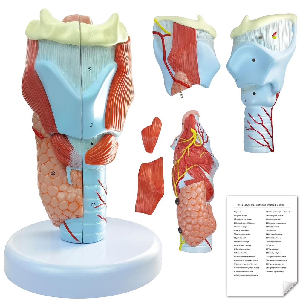 Jual New 2X Enlarged Human Throat Model Anatomically Accurate Throat ...