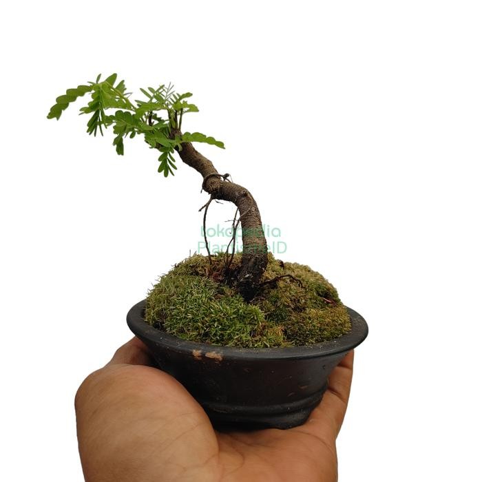 Jual PREMIUM Mame Bonsai Tamarindus Indica Asem Jawa | Shopee Indonesia